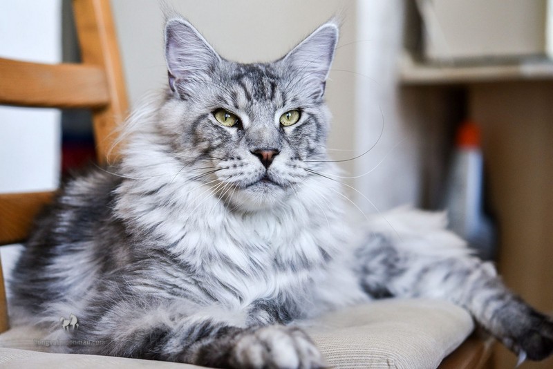 Top những con mèo đẹp nhất thế giới nhiều người yêu thích